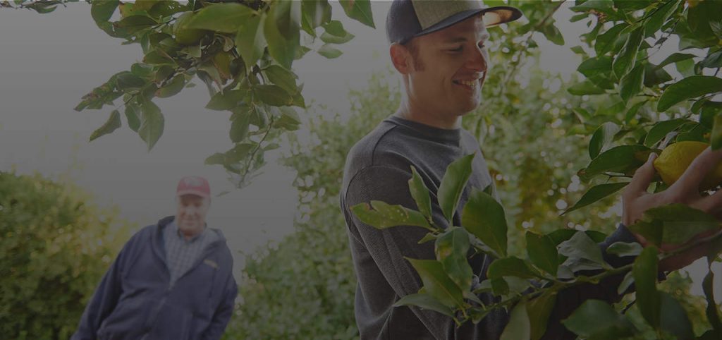 Sunkist_website_Growers_images_1intro_1280x603-1 | Sunkist hk-en